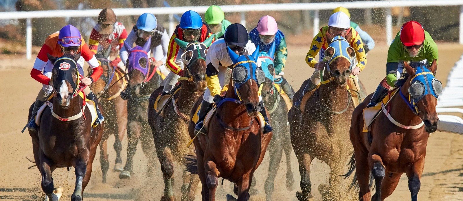 Gallop through our horse quiz and discover how much you really know ...